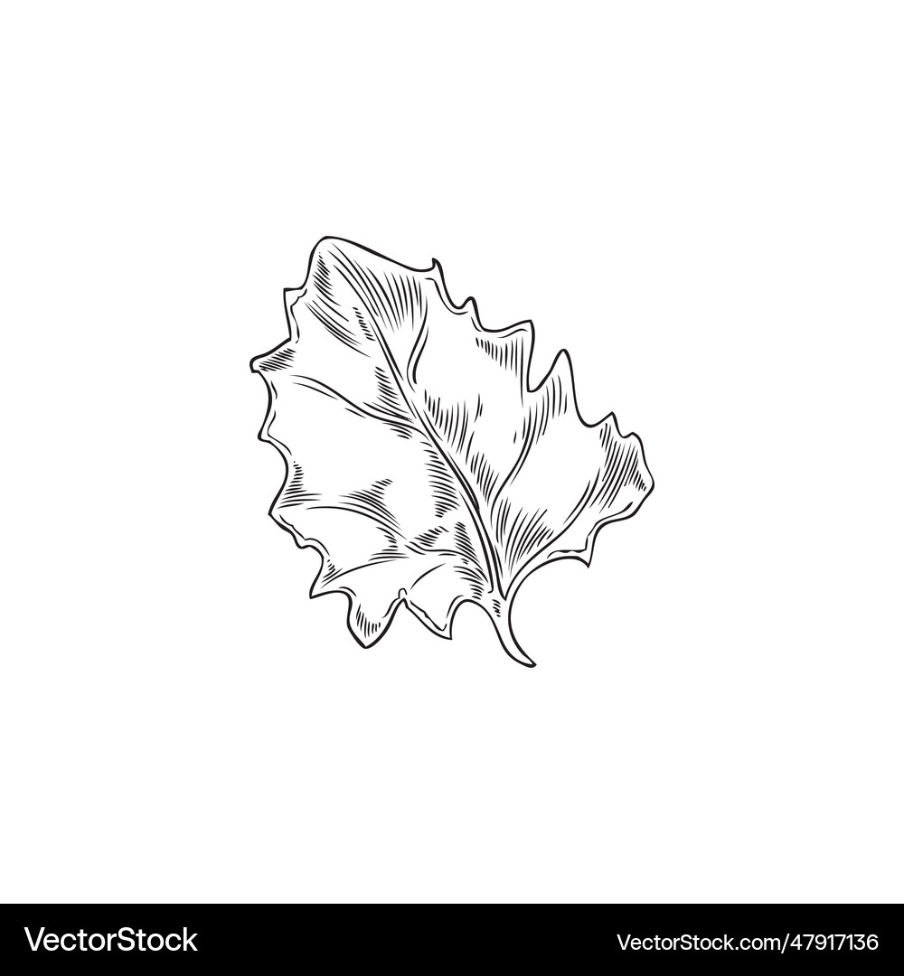 Hand drawn monochrome quinoa leaf sketch style Vector Image