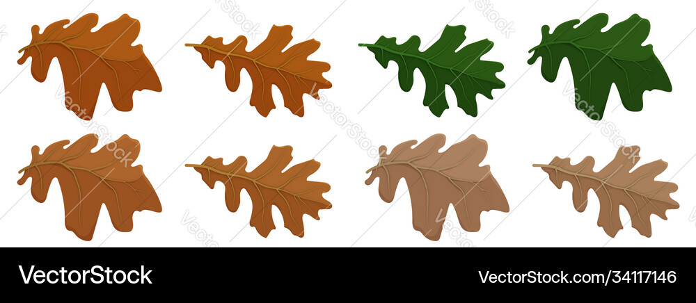 Set oak autumn leaves in different colors Vector Image