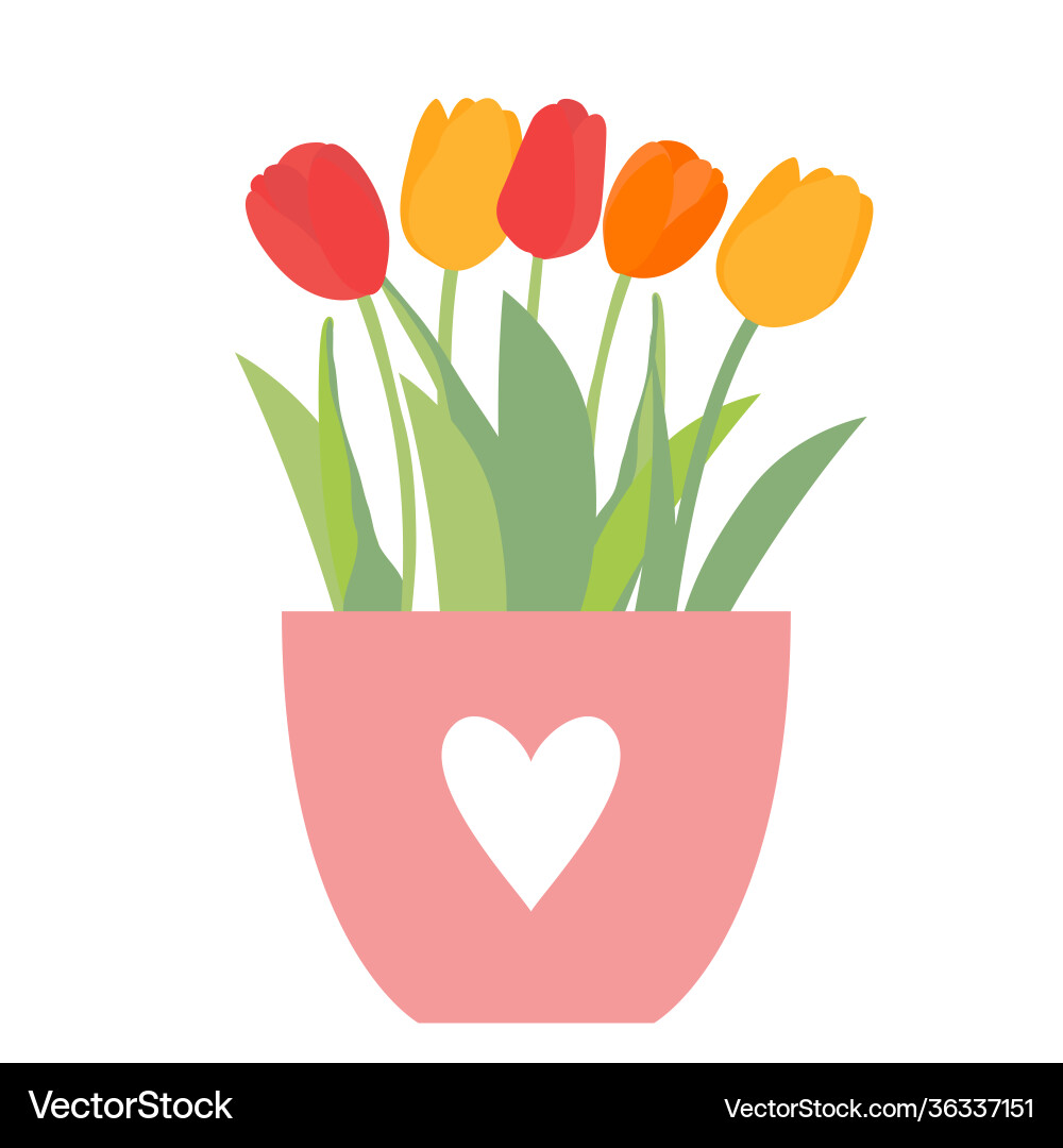 Bouquet spring flowers in flowerpot tulips Vector Image