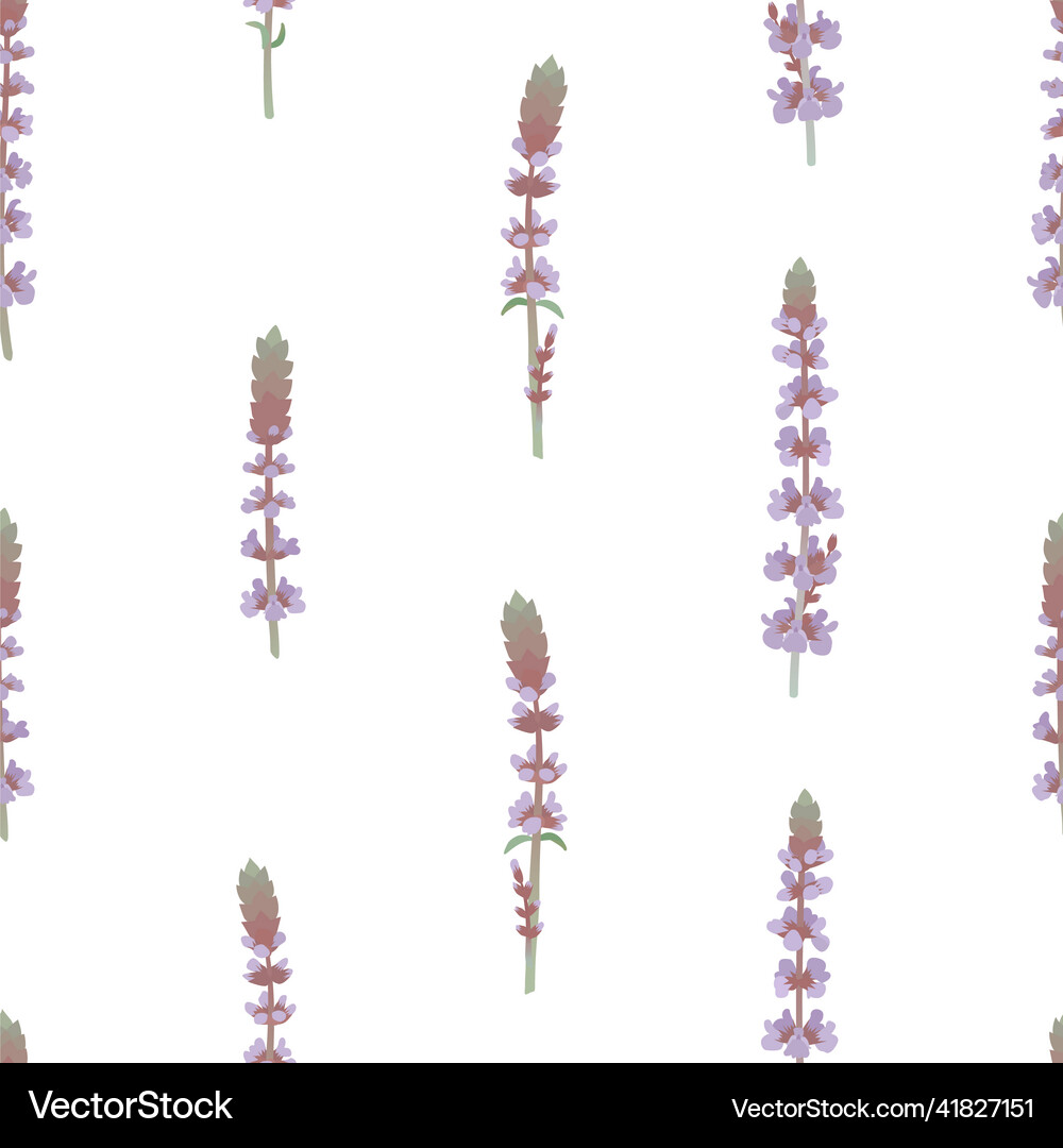Sage or salvia purple flowers seamless pattern Vector Image