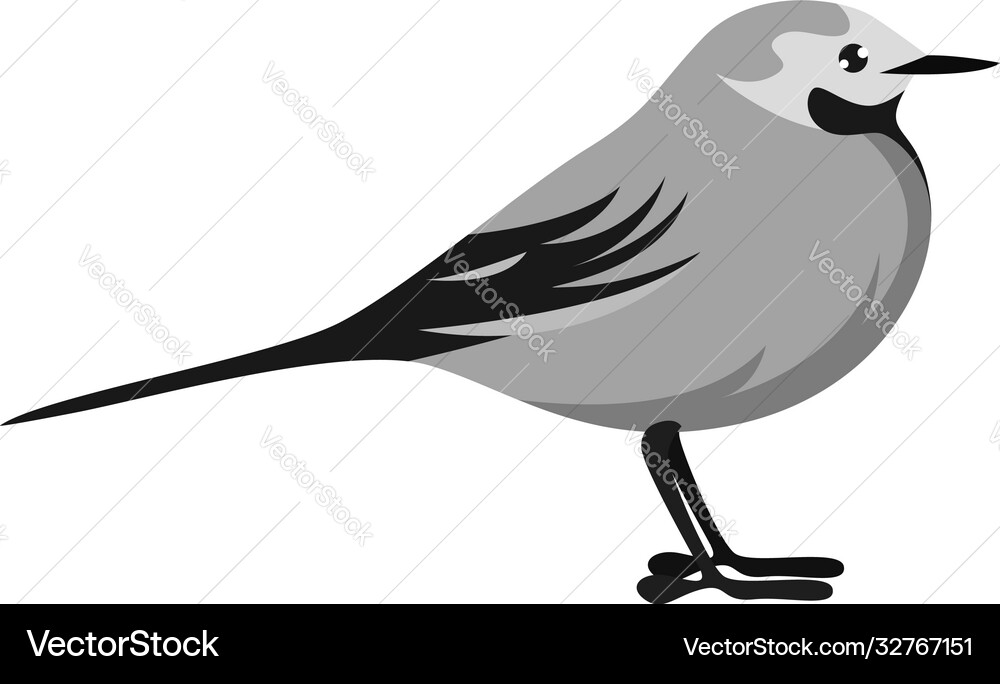 White wagtail on background Royalty Free Vector Image