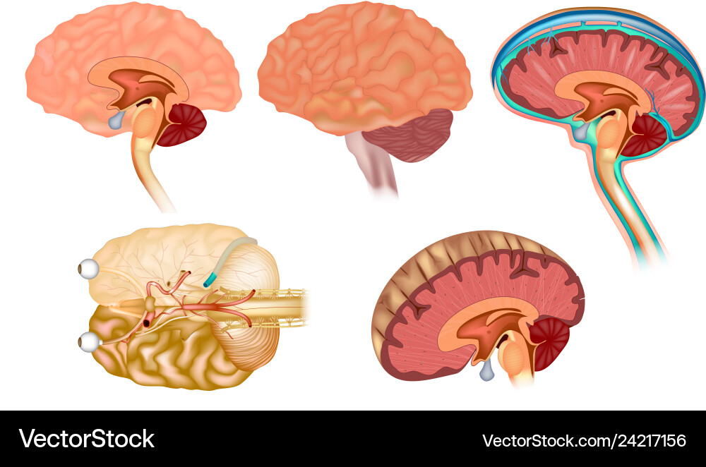 Human brain detailed anatomy Royalty Free Vector Image