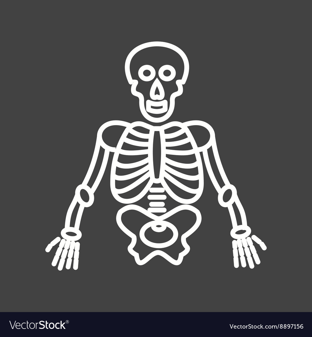 Human Skeleton Royalty Free Vector Image - VectorStock
