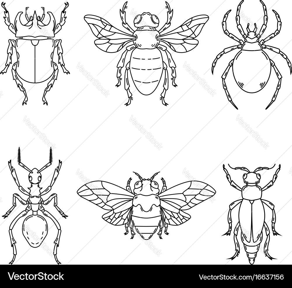 Set of beetle isolated on white Royalty Free Vector Image