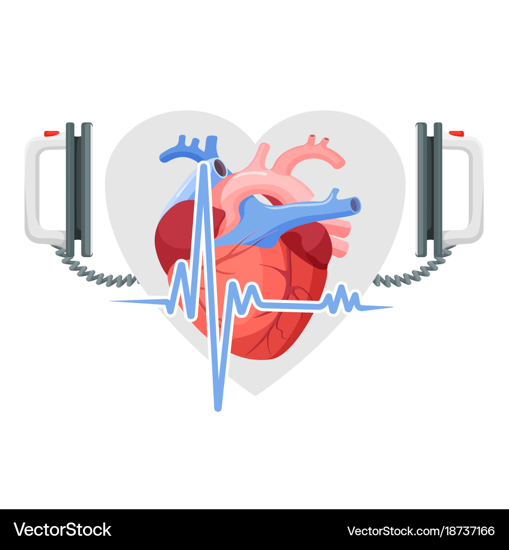 Human heart modern defibrillator and piece Vector Image