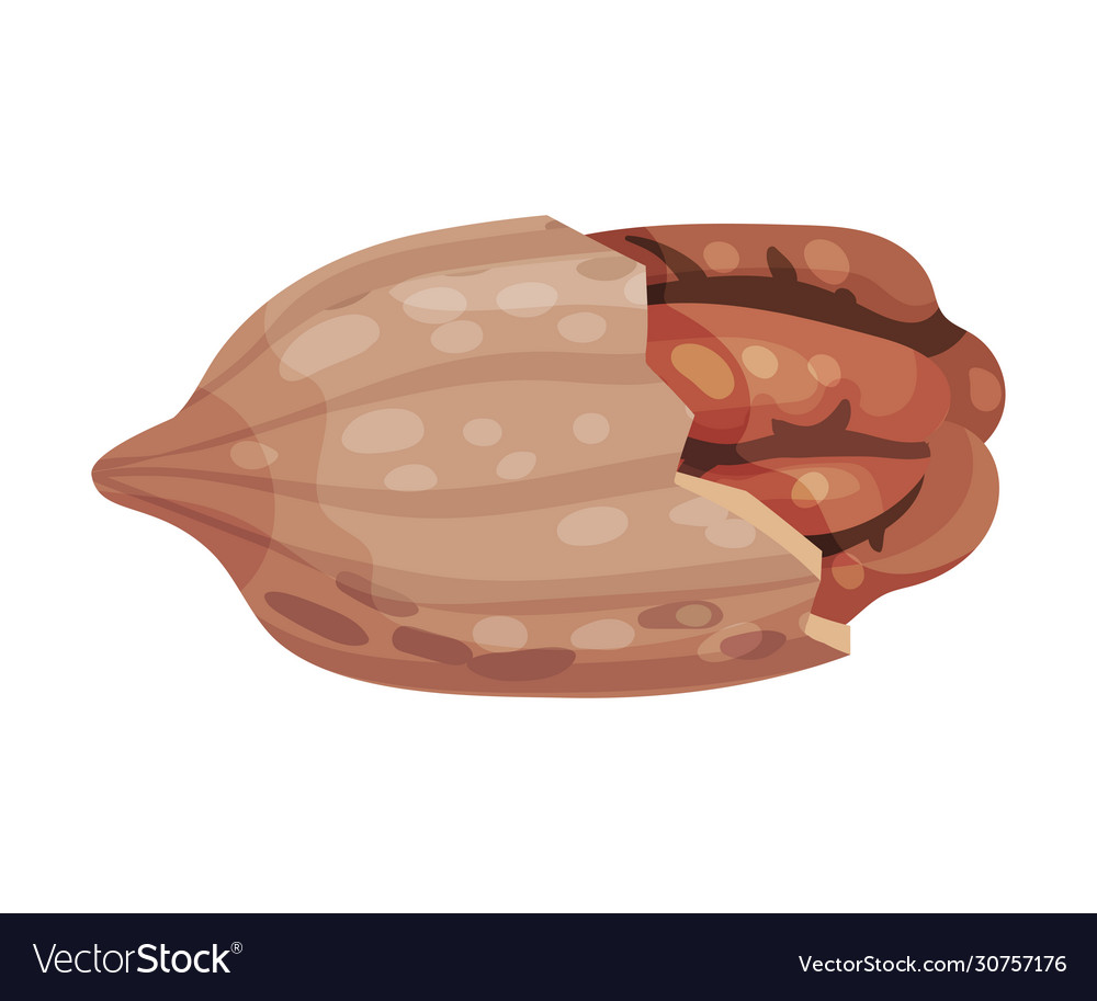 Pecan nut kernel with cracked shell isolated Vector Image