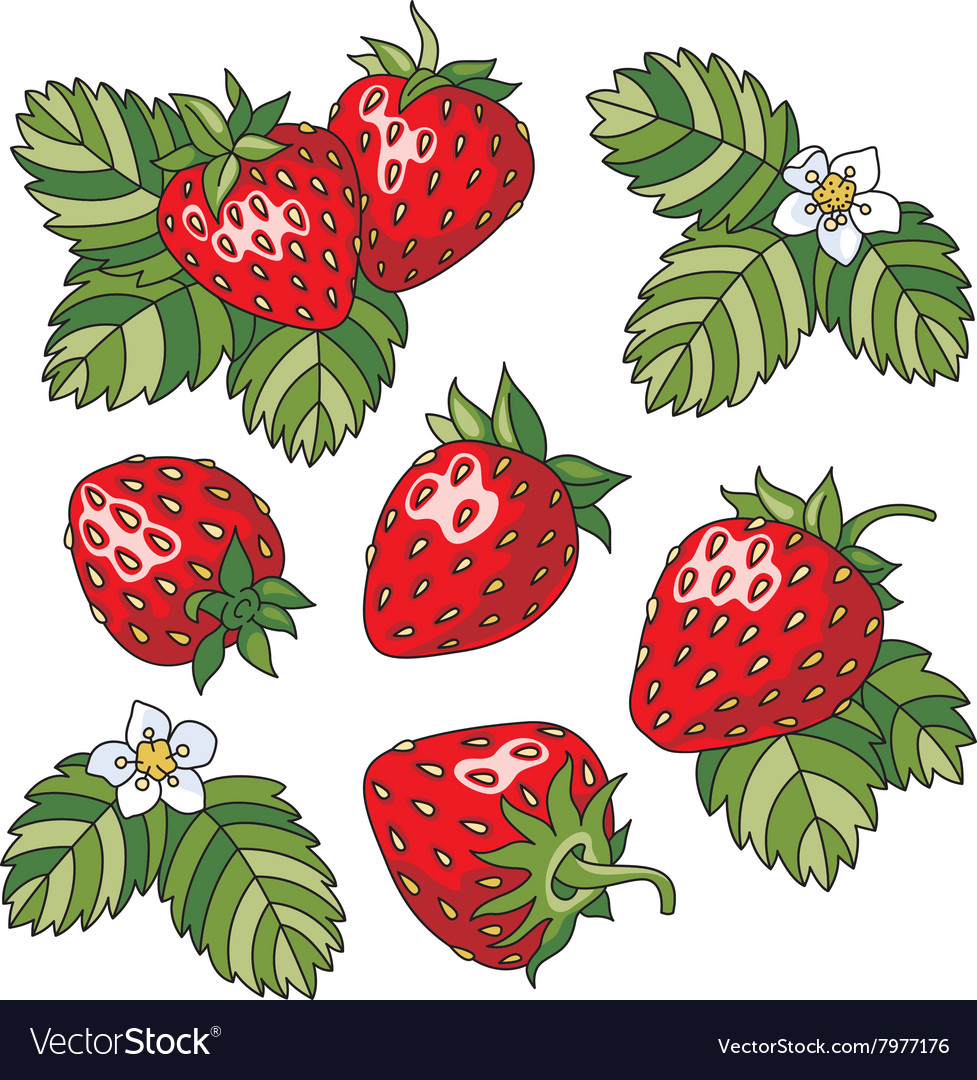 Strawberry Royalty Free Vector Image - VectorStock