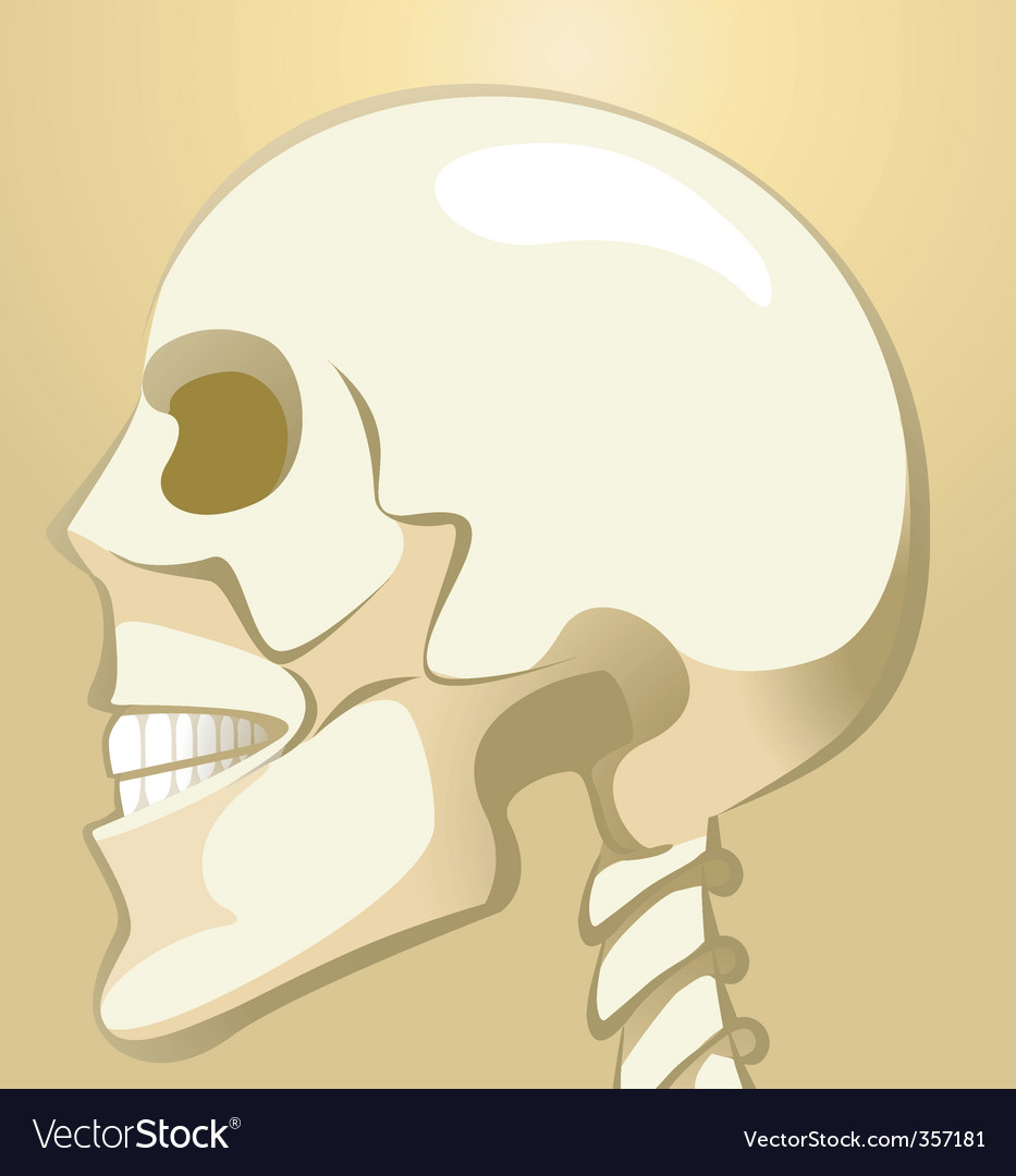 Skull Royalty Free Vector Image - VectorStock