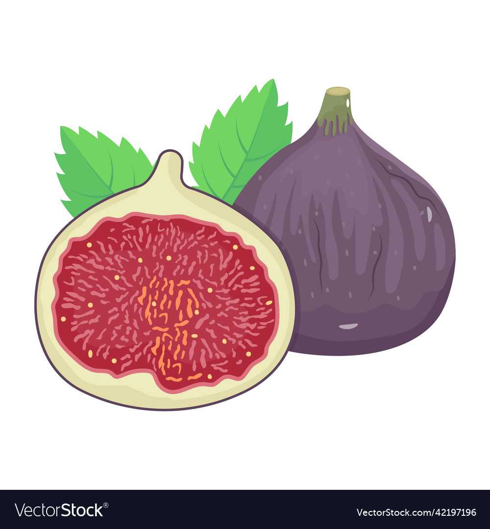 Figs Royalty Free Vector Image - VectorStock