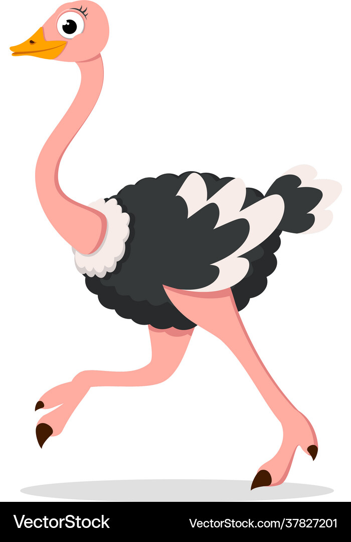 Ostrich runs on a white background the character Vector Image