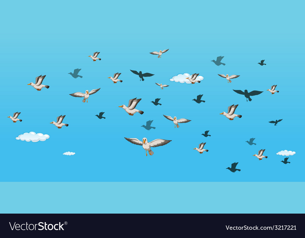 Birds Royalty Free Vector Image - VectorStock