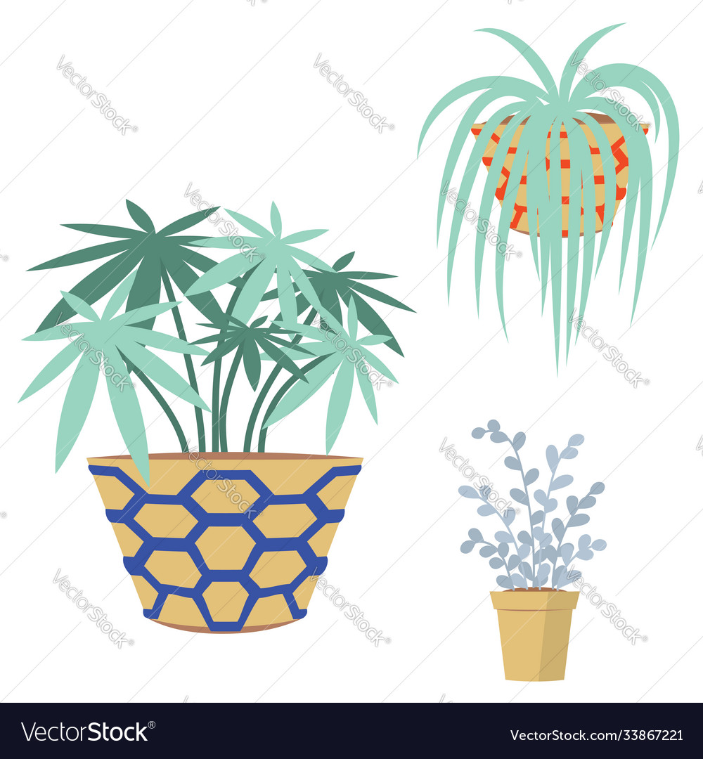 House plants Royalty Free Vector Image - VectorStock