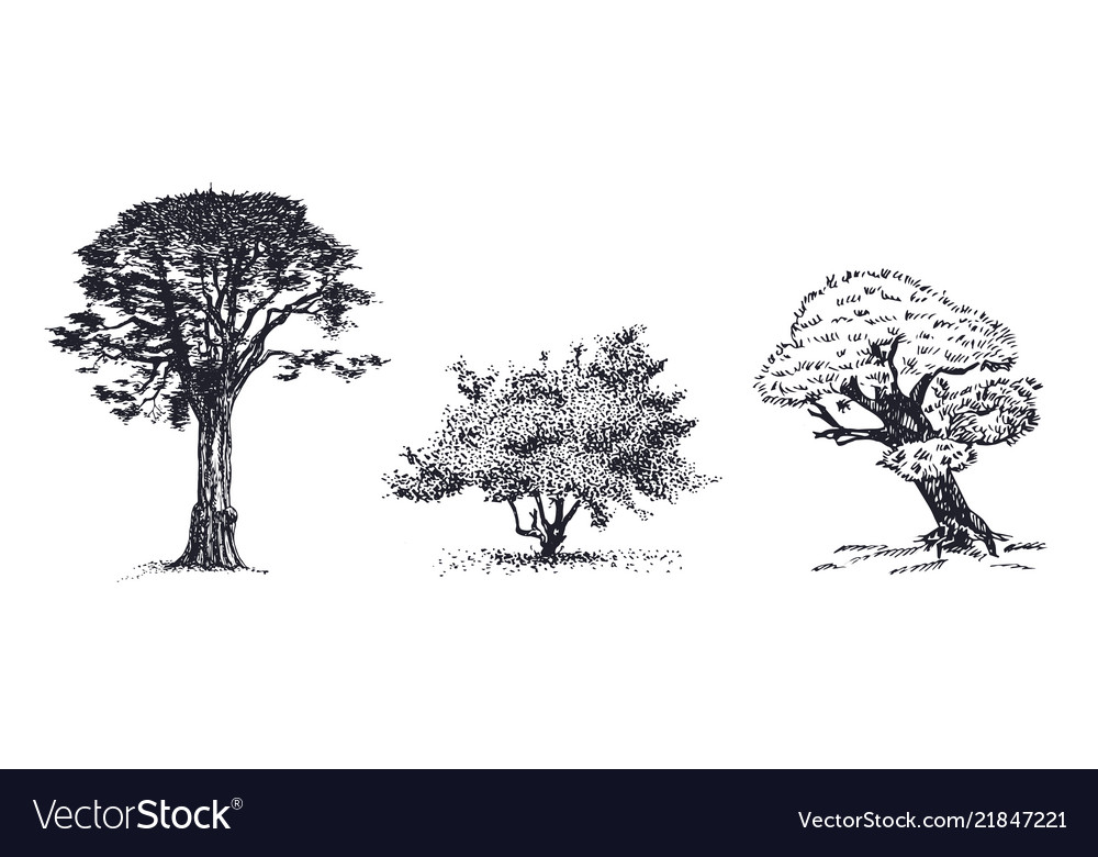 Three trees hand drawn sketch Royalty Free Vector Image
