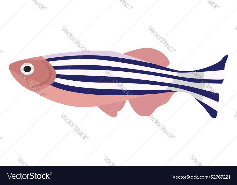 Zebra fish on white background Royalty Free Vector Image