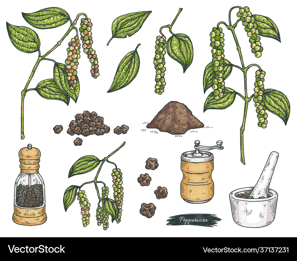 Set black pepper seeds and grinders engraving Vector Image