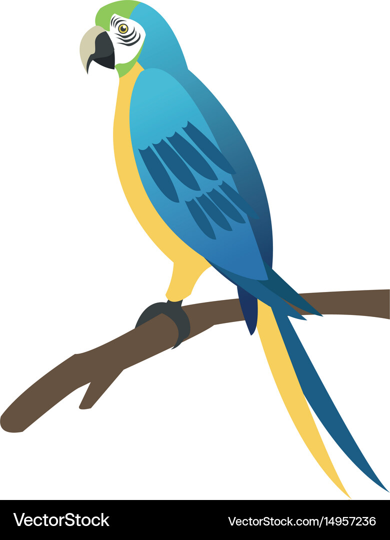 Blue and yellow macaw parrot brazil Royalty Free Vector