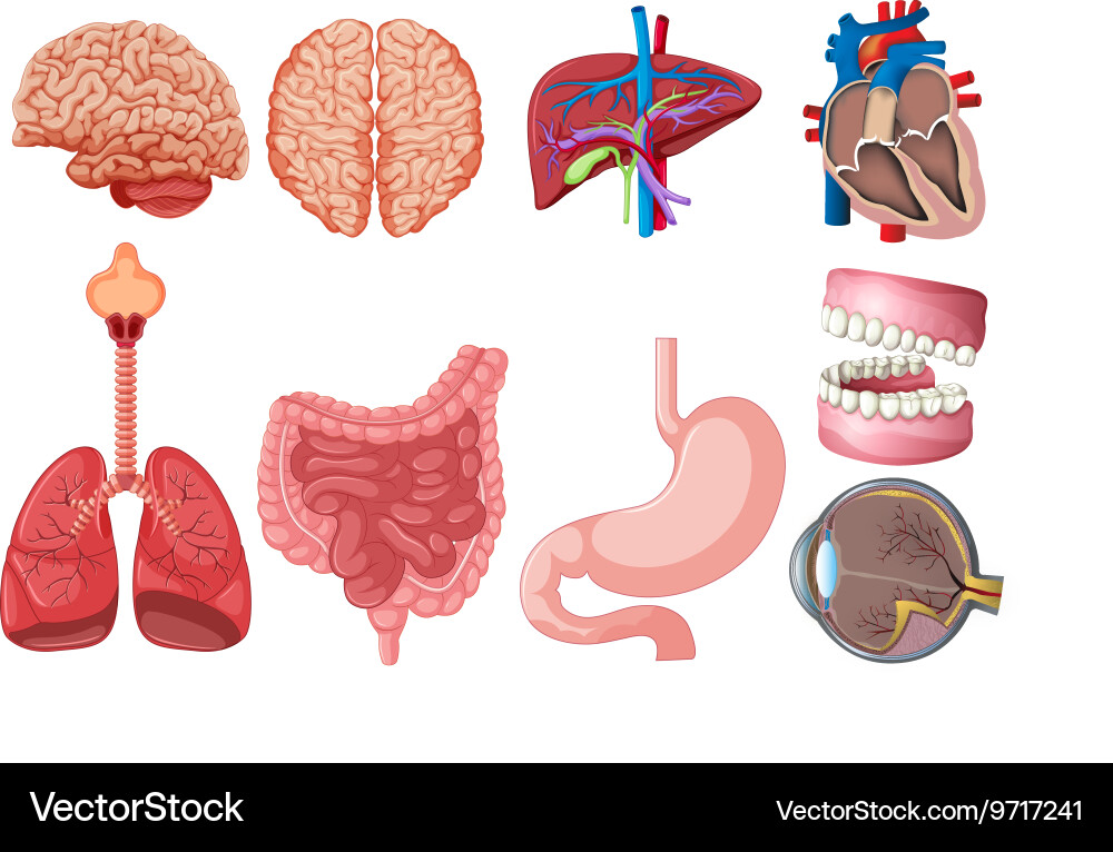Set of human anatomy Royalty Free Vector Image