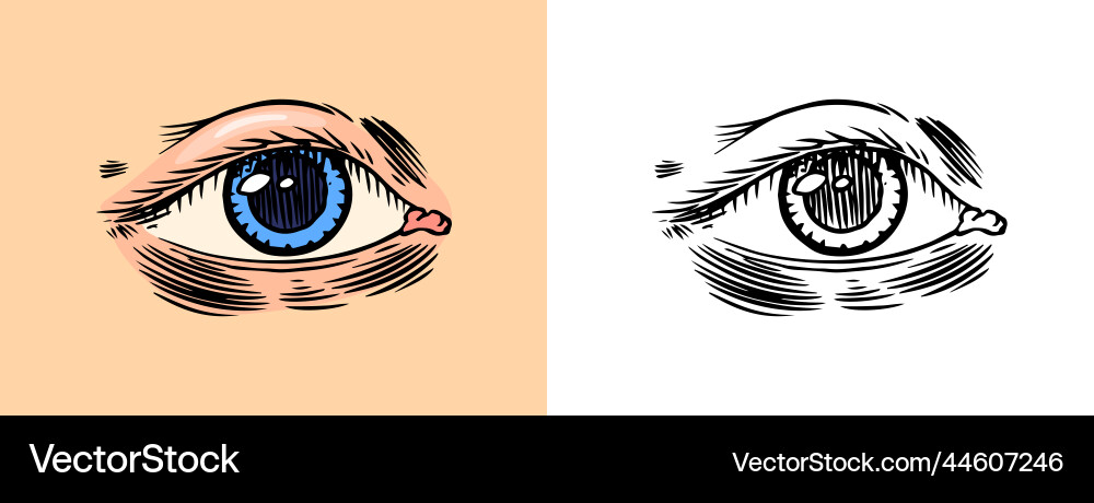 Human eye organs anatomy biology Royalty Free Vector Image