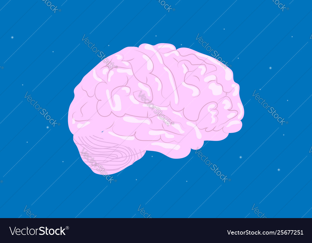 Brain Royalty Free Vector Image - VectorStock