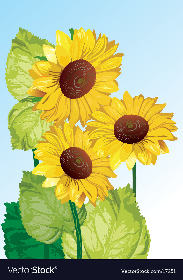 Sunflower Royalty Free Vector Image - VectorStock