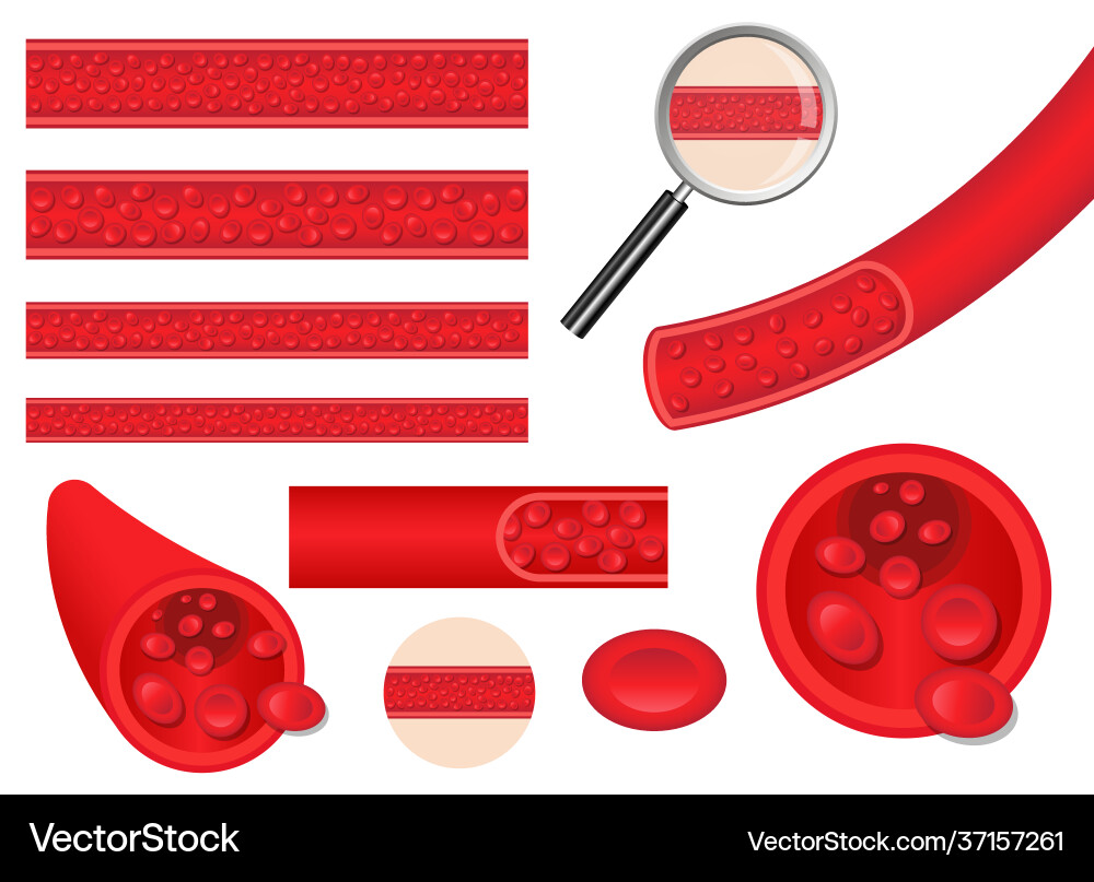 Blood vessel design isolated on white background Vector Image