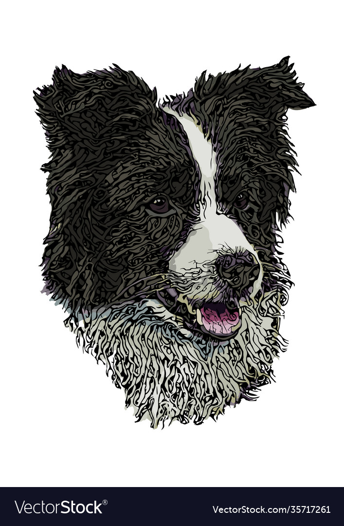 Border collie Royalty Free Vector Image - VectorStock