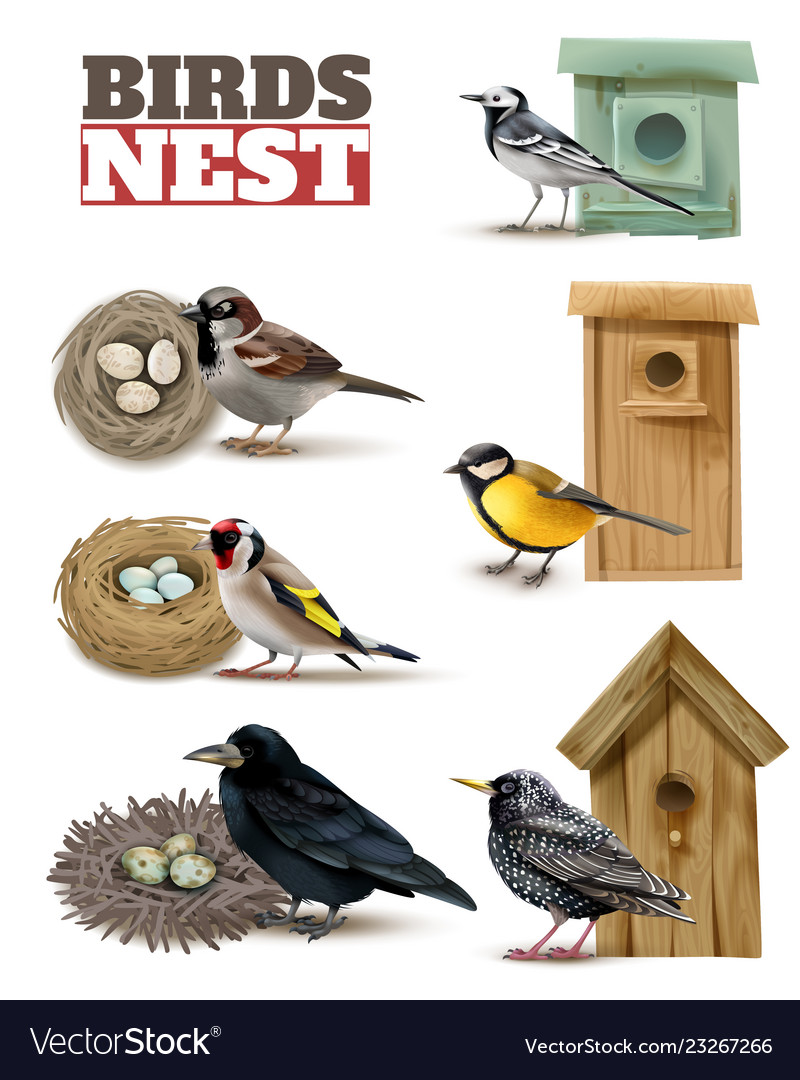 Birds nests realistic set Royalty Free Vector Image