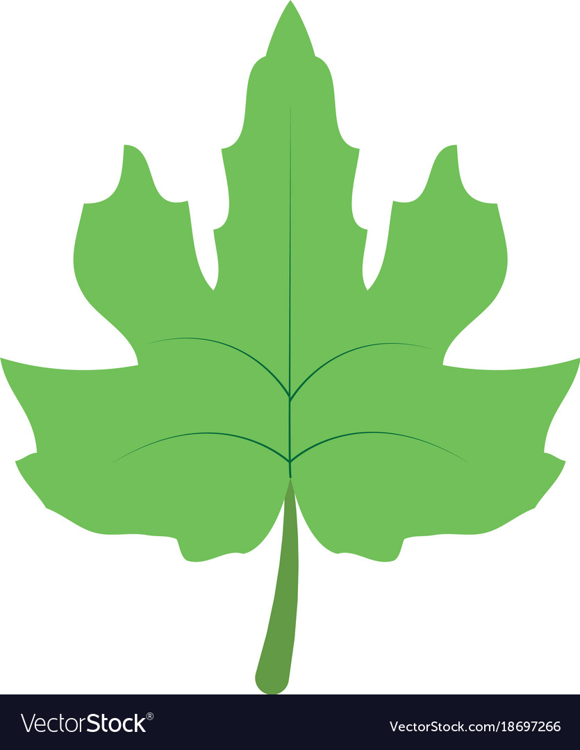 Isolated leaf design Royalty Free Vector Image