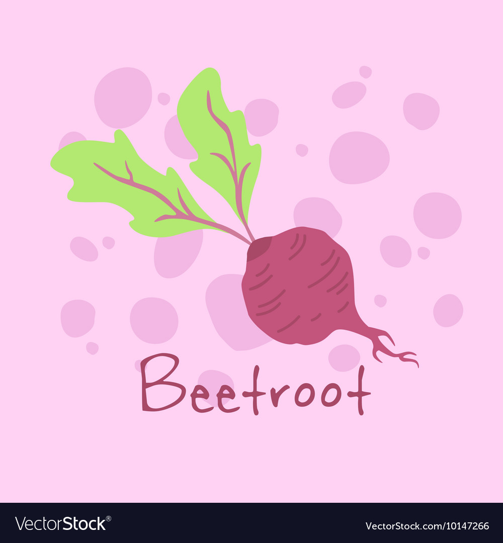 Vegetable beetroot Royalty Free Vector Image - VectorStock