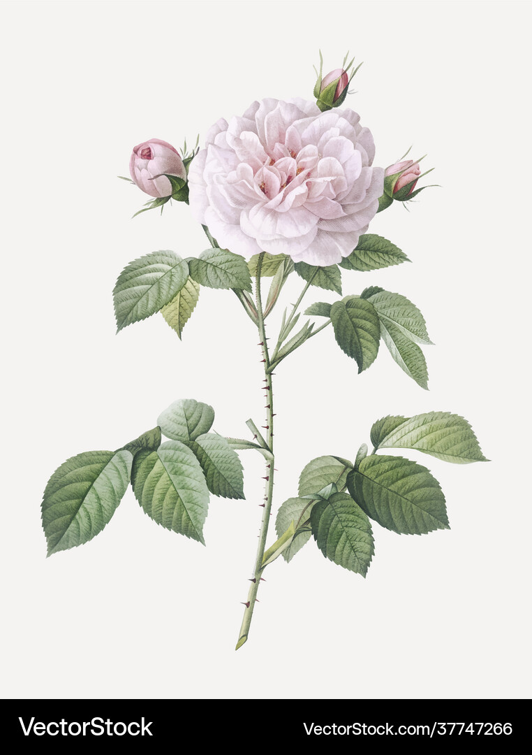 Vintage rosa alba poster Royalty Free Vector Image