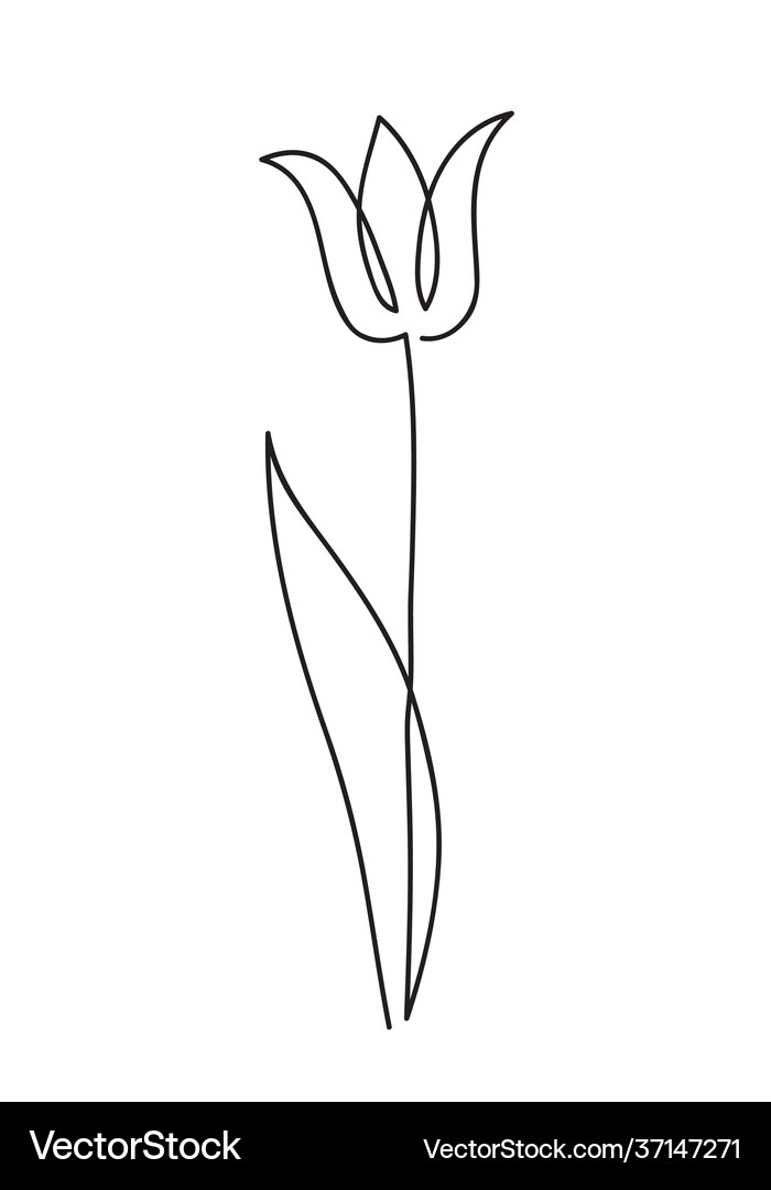 Beautiful tulip flower line art Royalty Free Vector Image