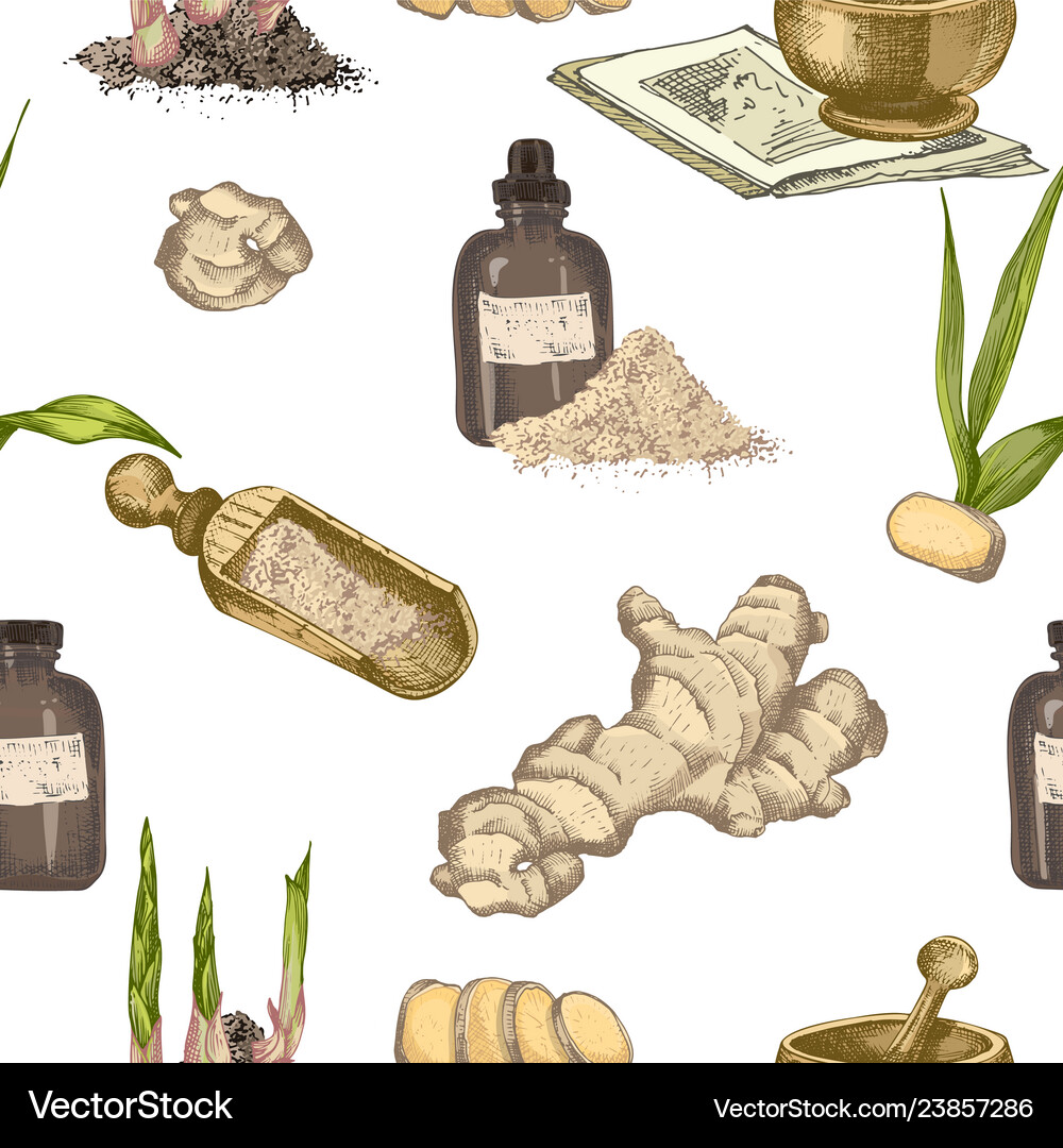 Colorful seamless pattern hand drawn of ginger Vector Image