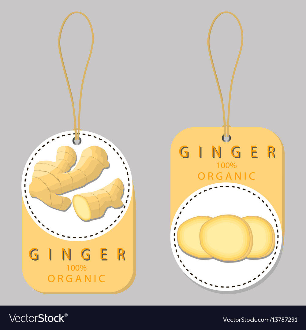 Ginger Royalty Free Vector Image - VectorStock