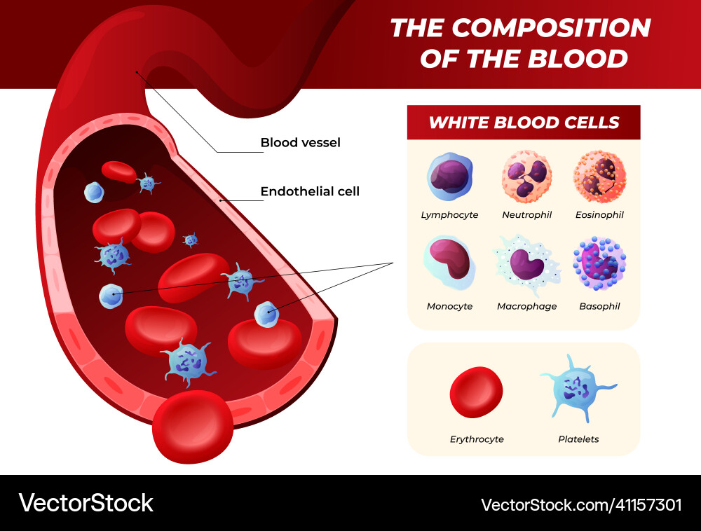 Blood medical infographic isometric Royalty Free Vector