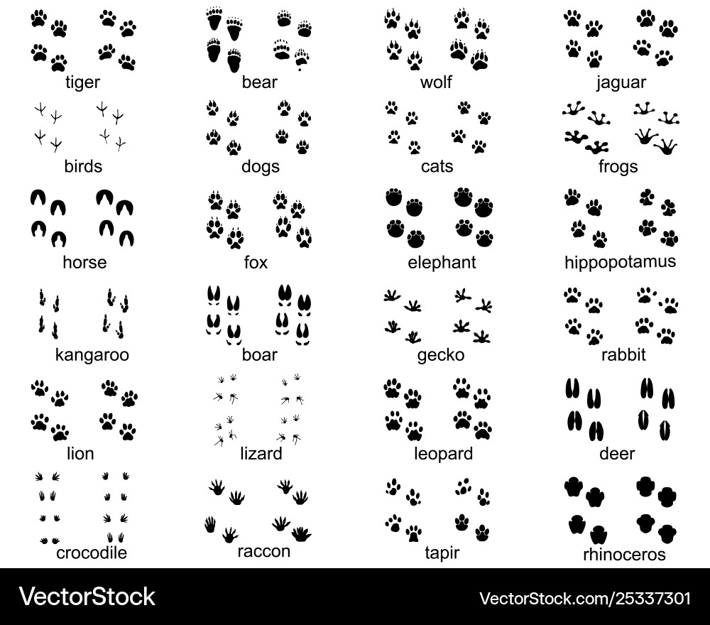 Set footprints wild animals Royalty Free Vector Image