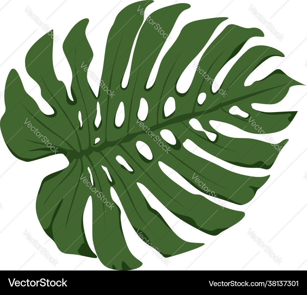 Swiss cheese plant leaf graphic green leaf Vector Image
