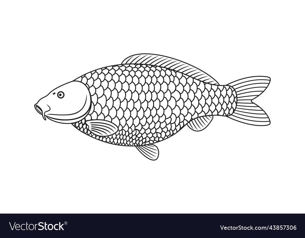 Carp Royalty Free Vector Image - VectorStock