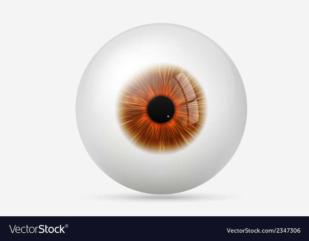 Human eye Royalty Free Vector Image - VectorStock