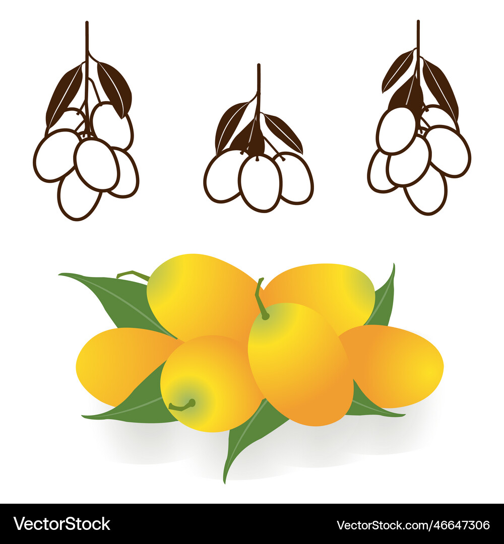 Sweet yellow marian plum set Royalty Free Vector Image