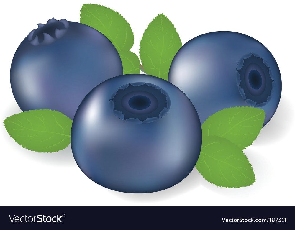 Blueberries Royalty Free Vector Image - VectorStock