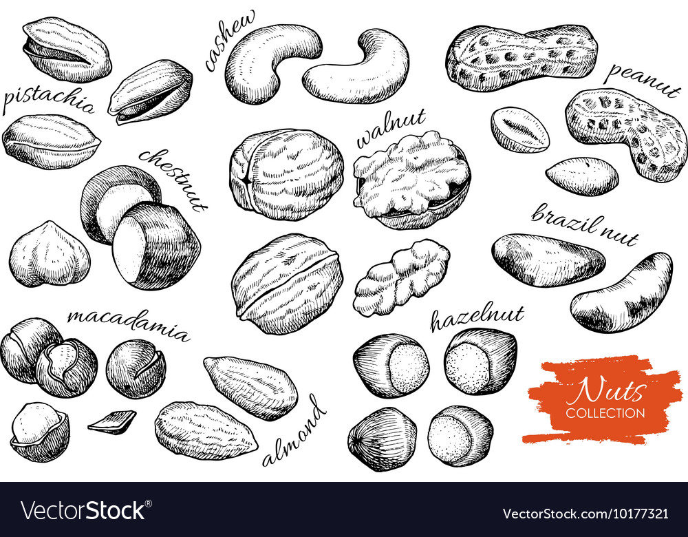 Hand drawn nuts set engraved collection Royalty Free Vector