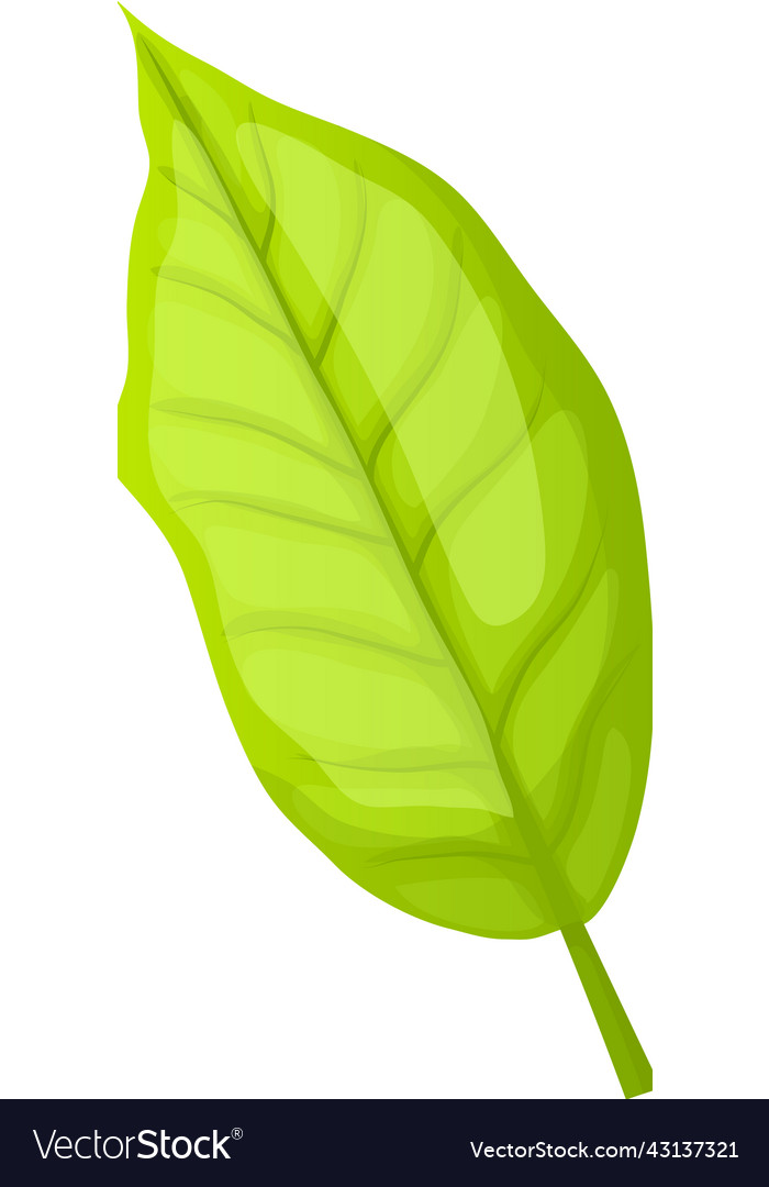 Leaf tea cartoon Royalty Free Vector Image - VectorStock