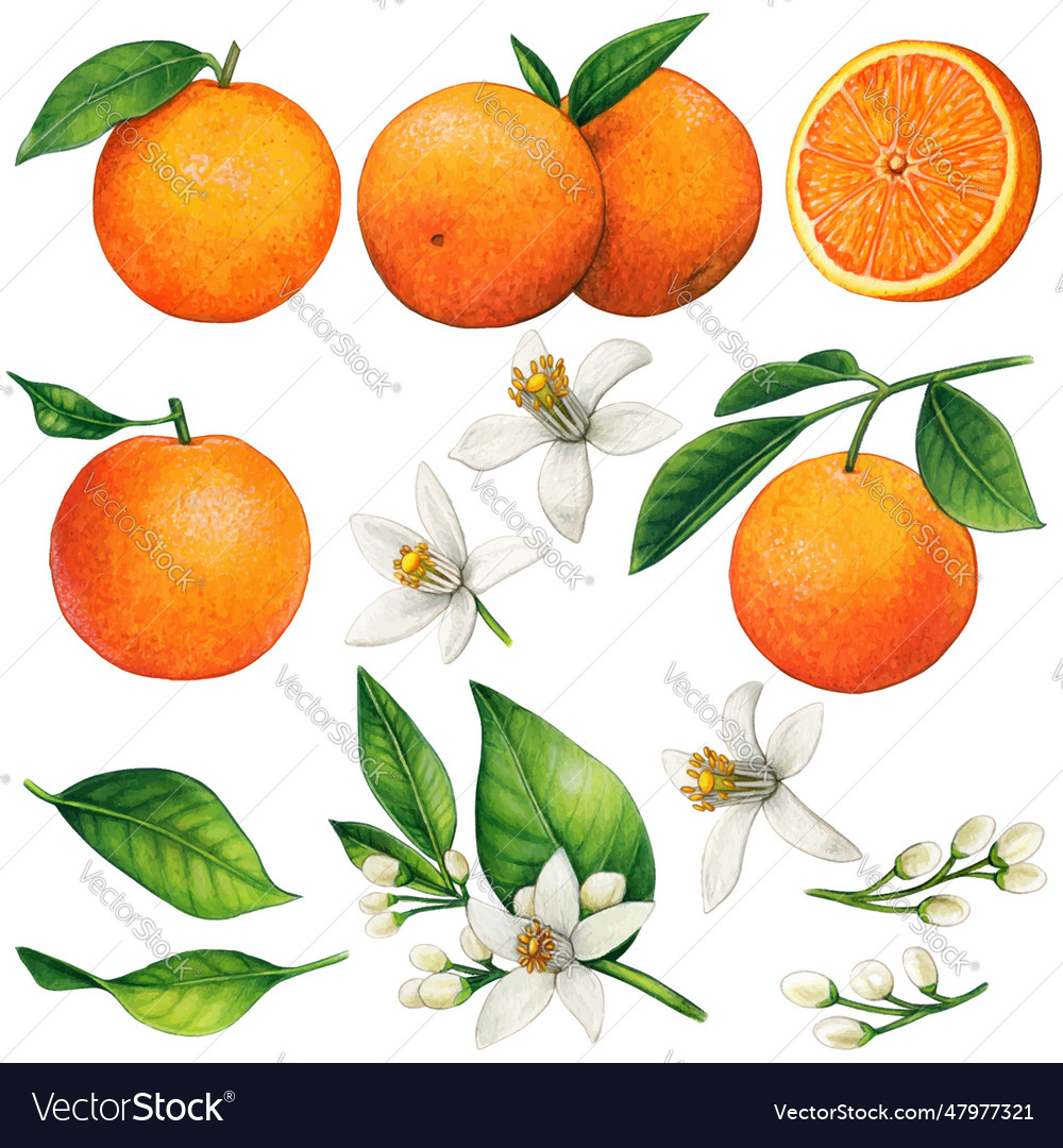 Watercolor hand drawn realistic oranges Royalty Free Vector