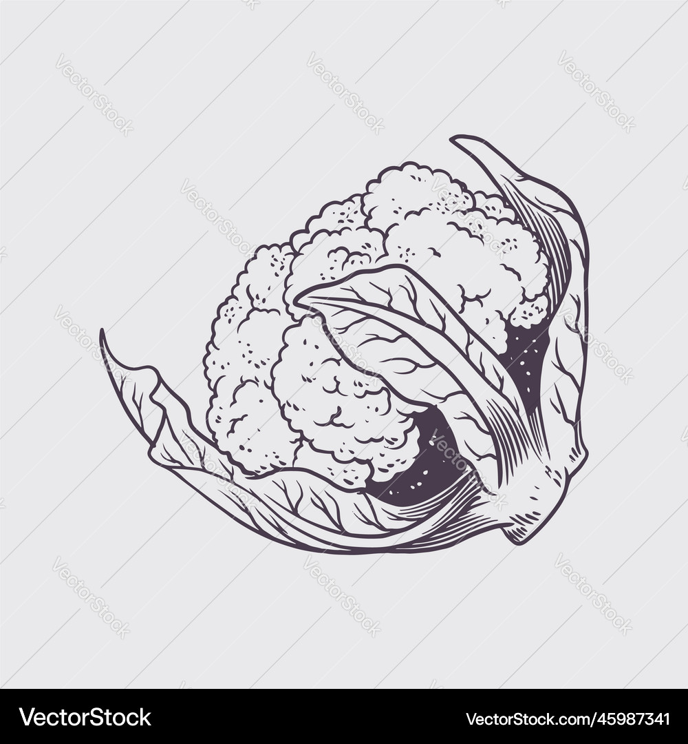 Broccoli hand drawing sketch vintage engraving Vector Image