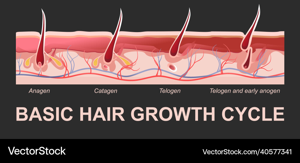 Human hair growth phases educational poster Vector Image