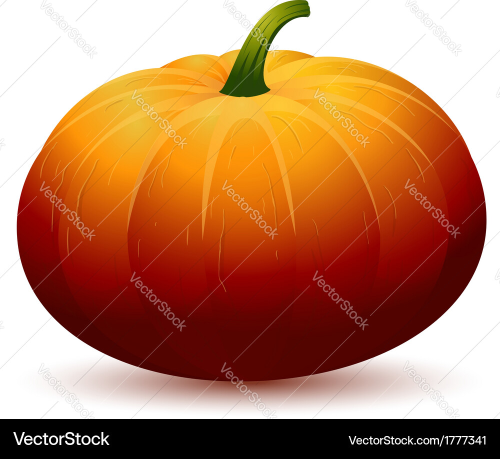 Realistic pumpkin Royalty Free Vector Image - VectorStock