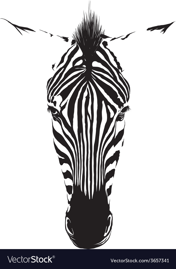 Zebra head Royalty Free Vector Image - VectorStock