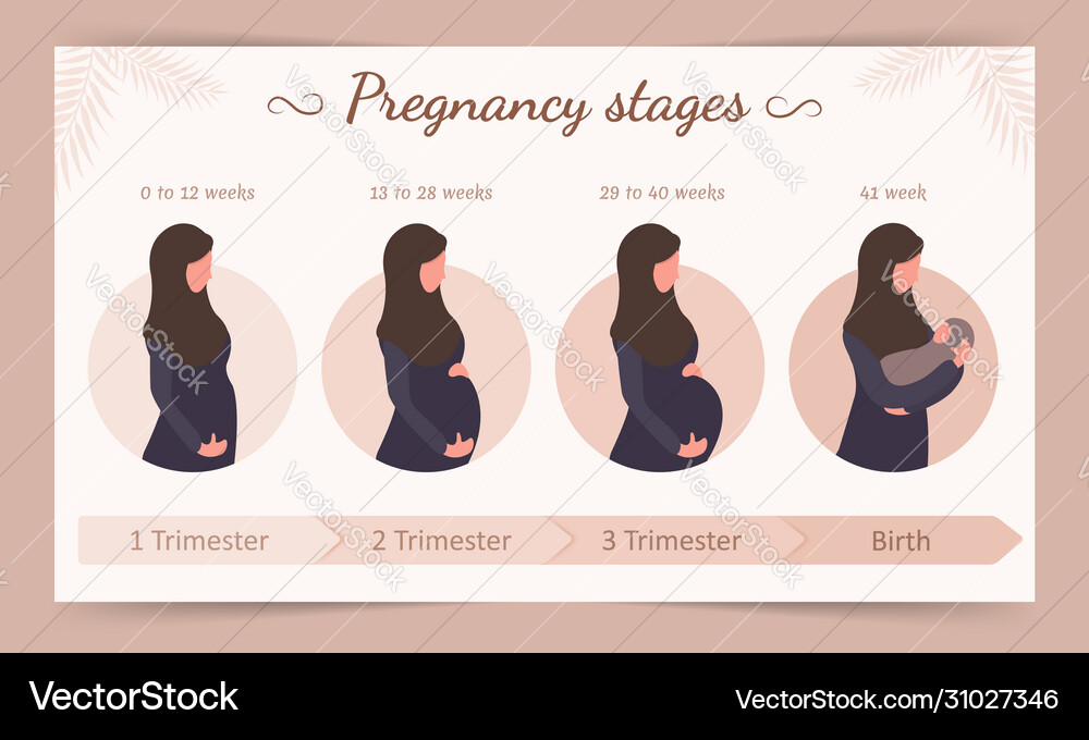 Infographic pregnancy stages silhouette Royalty Free Vector