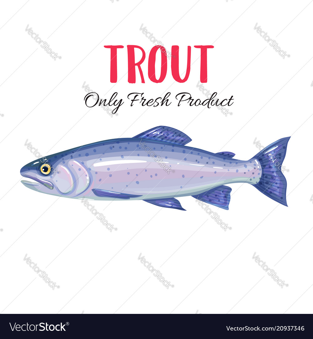 Trout Royalty Free Vector Image - VectorStock