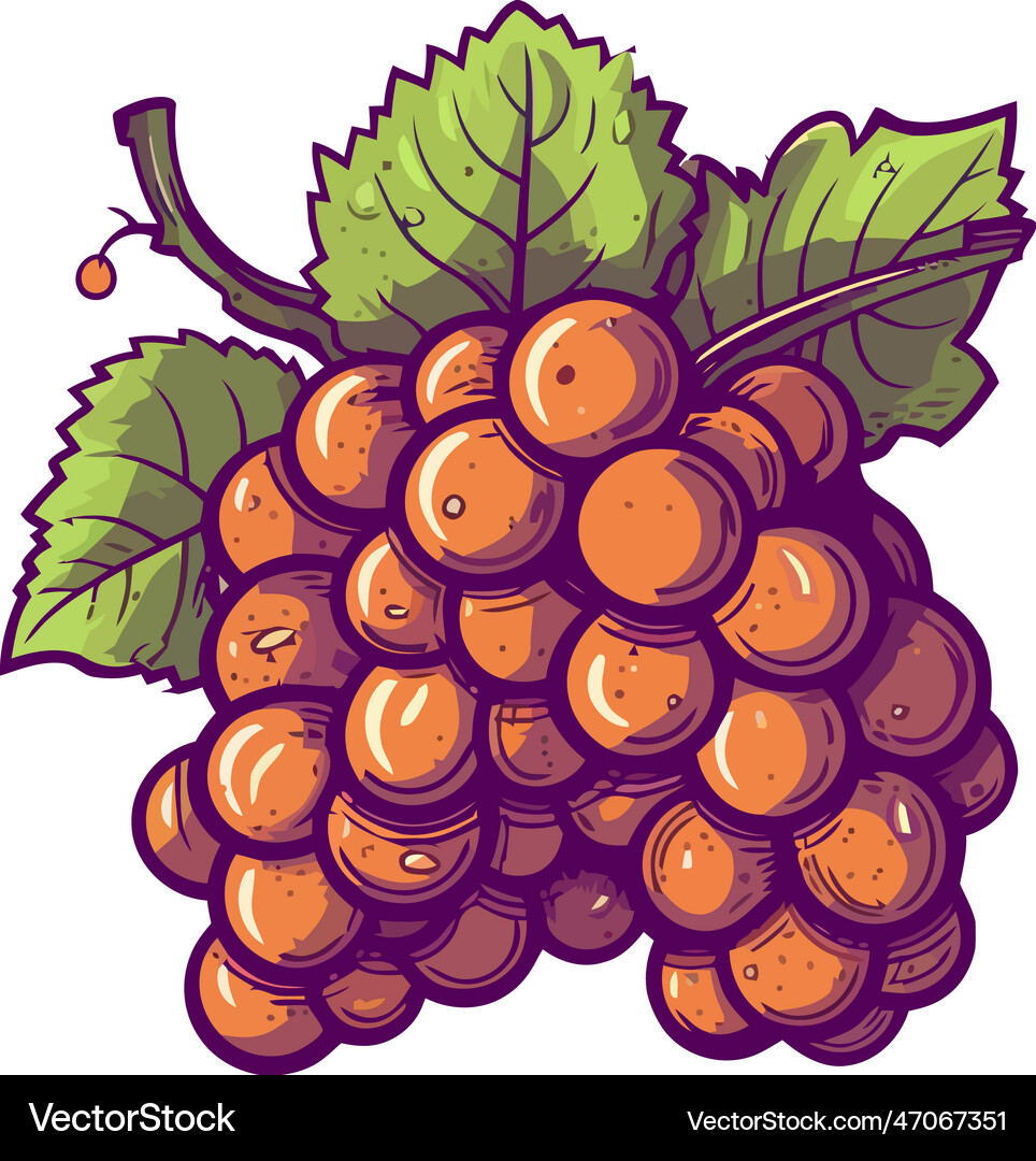 Ripe grape bunch fresh and organic nature Vector Image